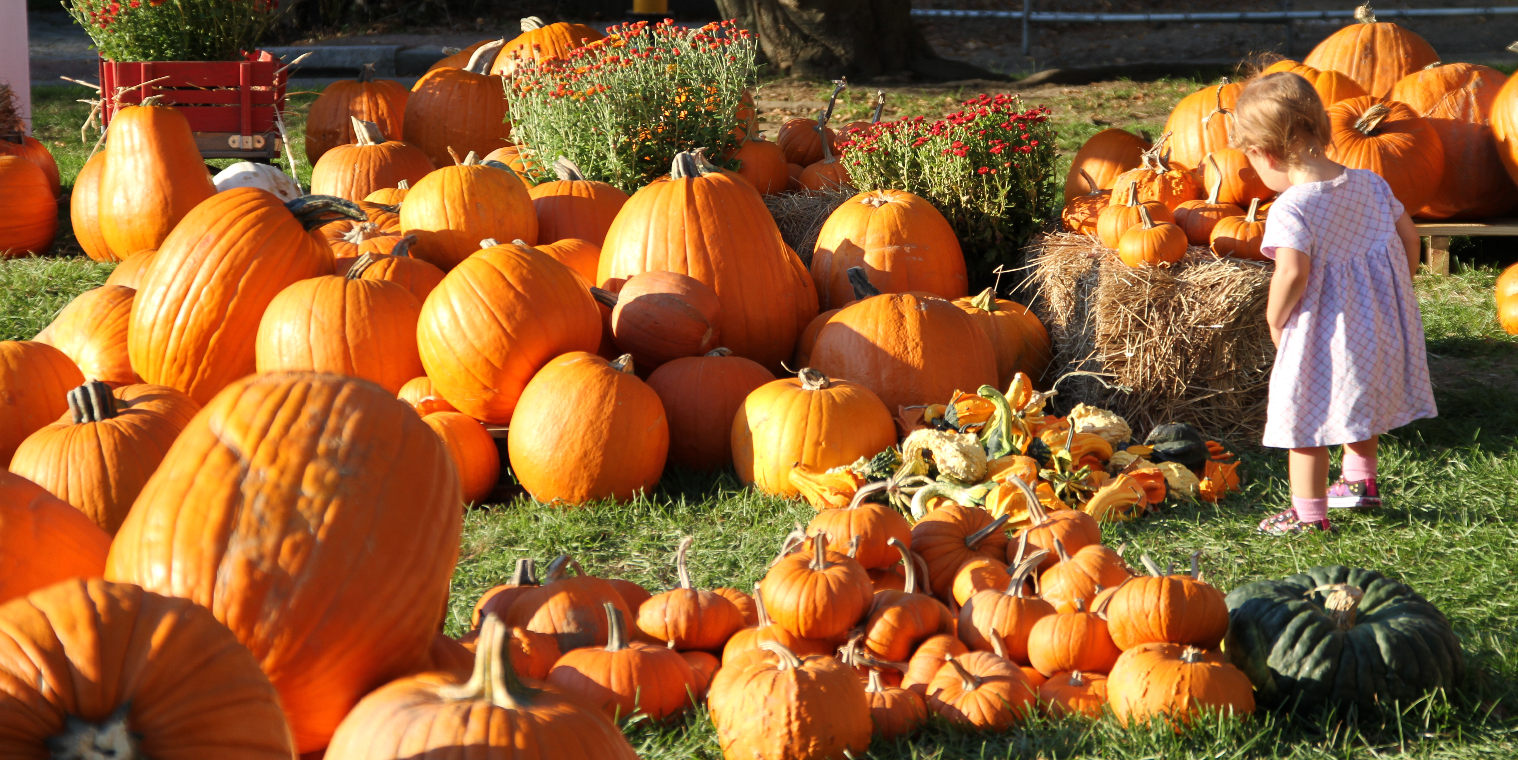 Get The Pumpkin Of Your Dreams Moving Happiness Home